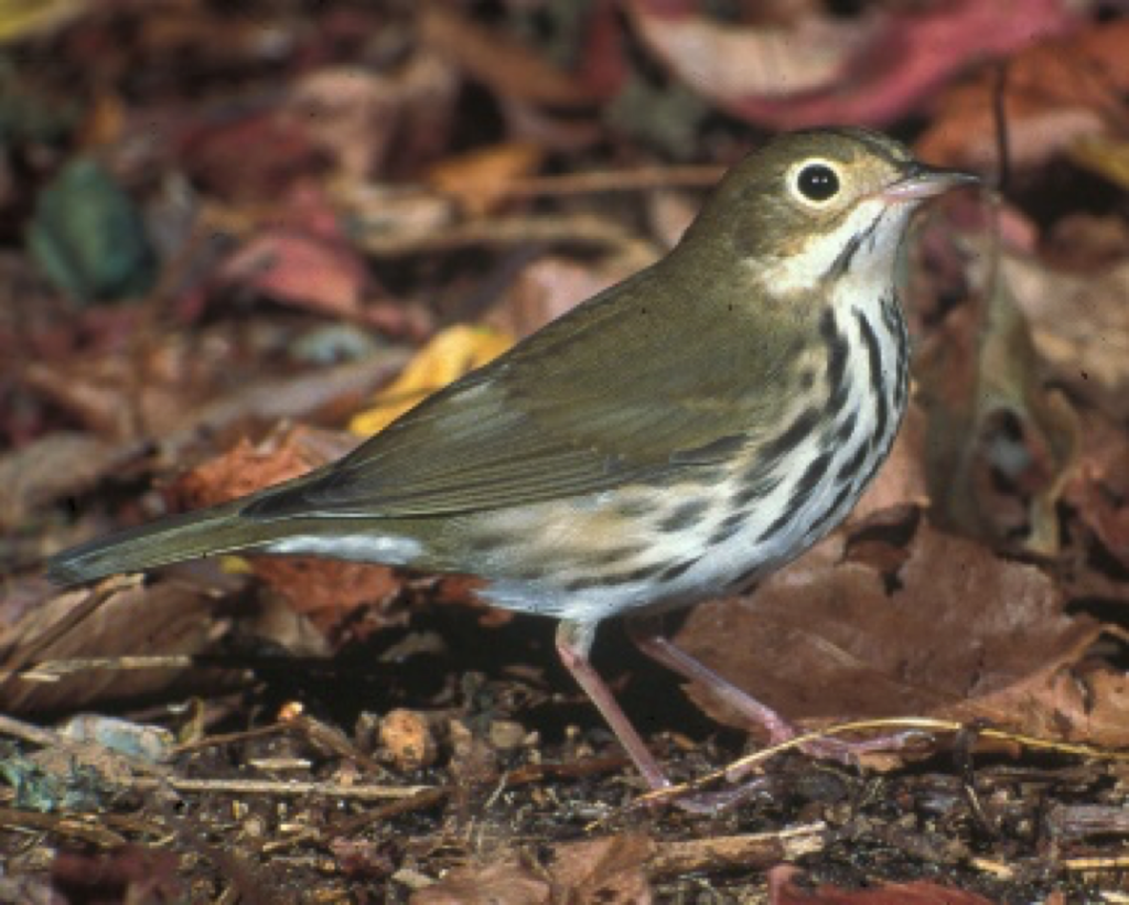 ORLT Bird 3 | Ozark Land Trust