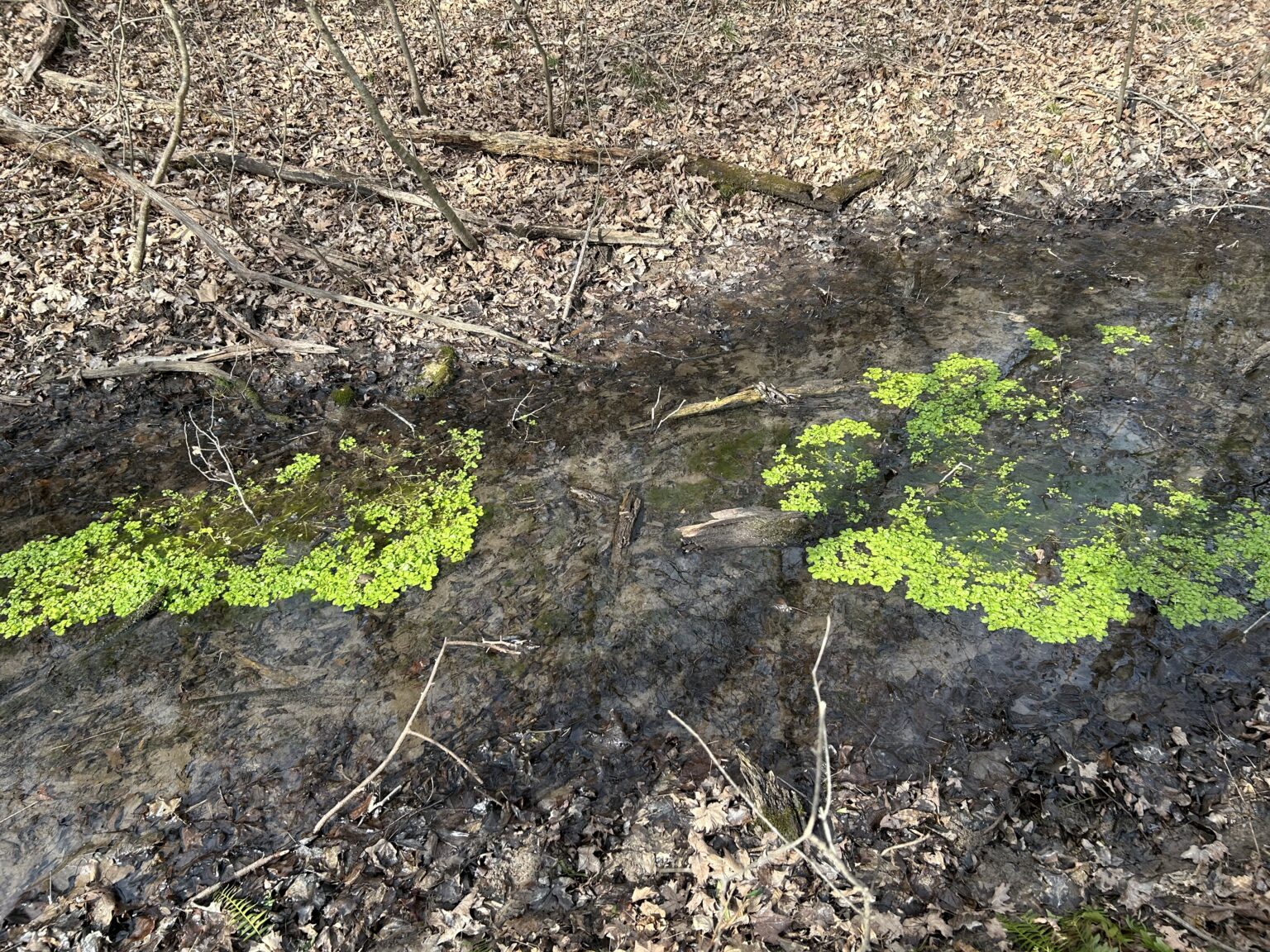 Watercress Spring | Ozark Land Trust