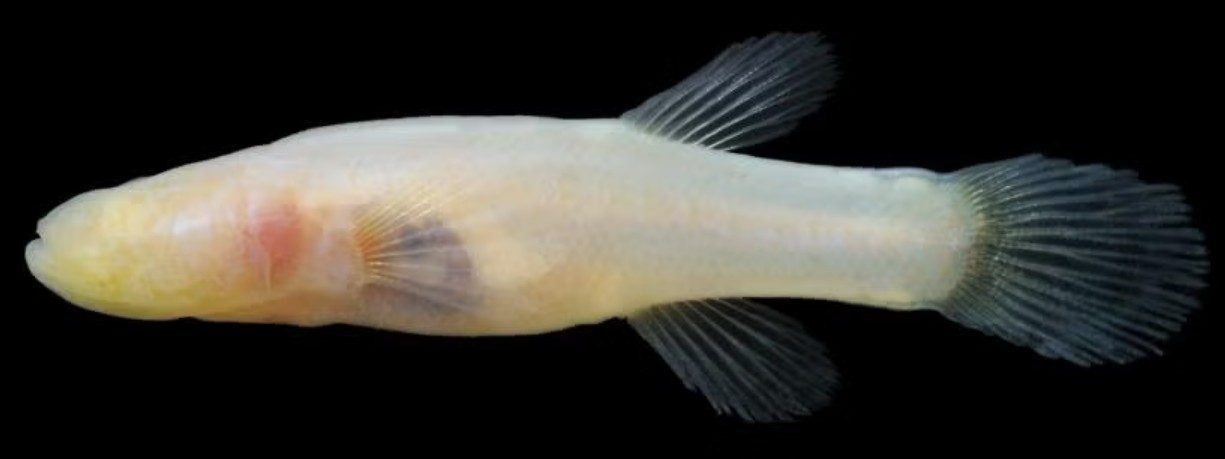 For The Fish | Ozark Land Trust